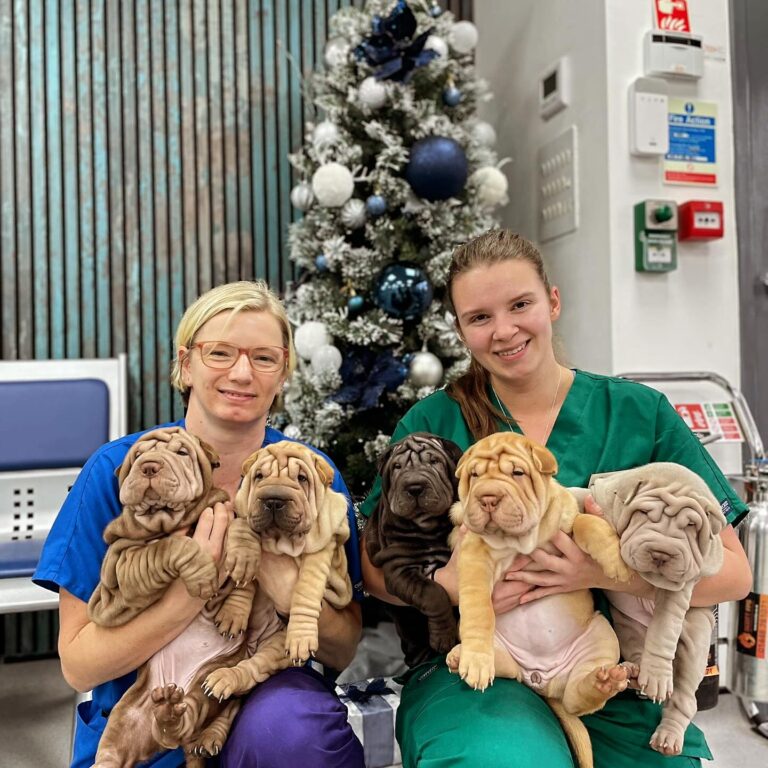 Cardiff Veterinary Centre – Welcome to Cardiff Veterinary Centre